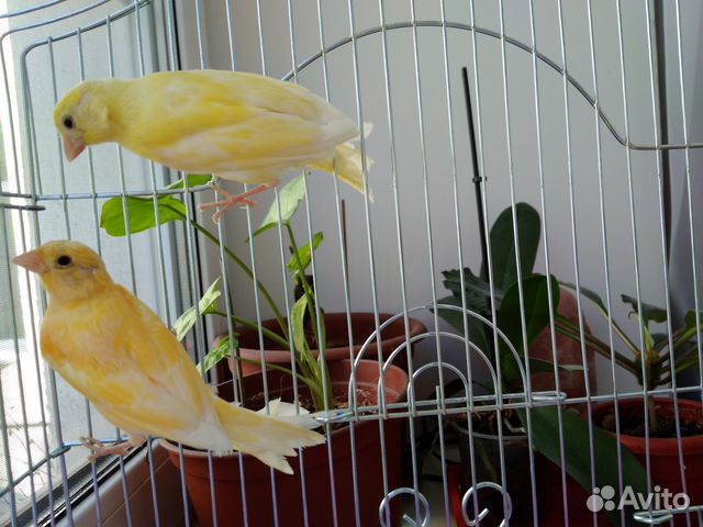 Канарейки
