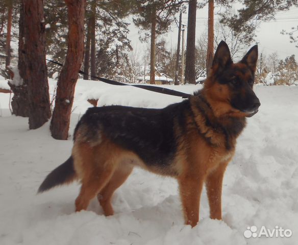 Позитивная семейная собака ищет дом