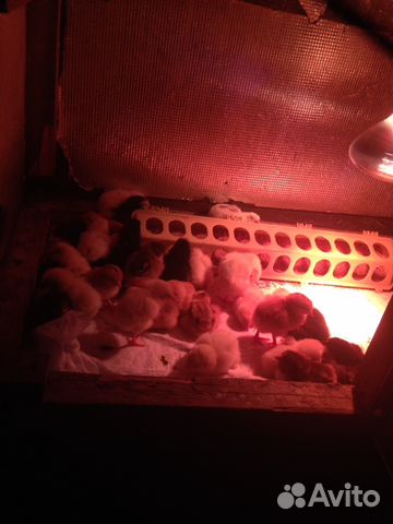 Цыплята двух недельные