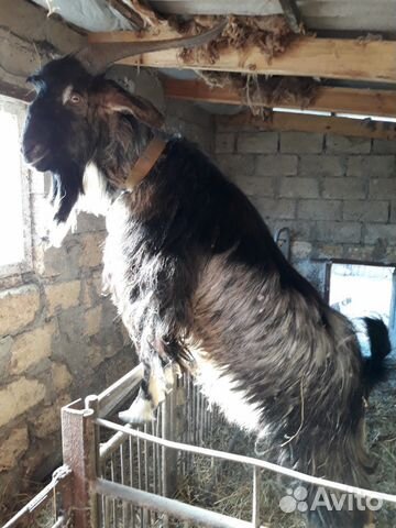 Заано-нубийский козел