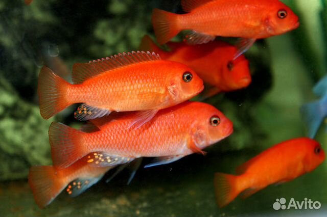 Metriaclima estherae red red (super red)