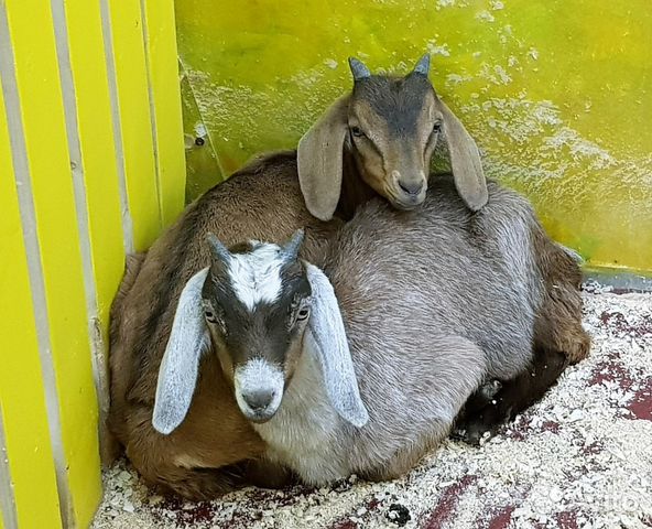 Козы нубийские