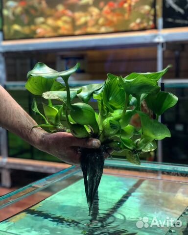 Растения для пруда-гиацинт, орех, пистия, лилии