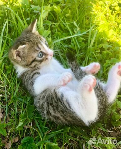 Милейший котик