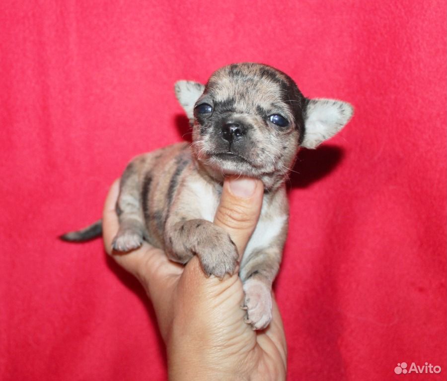 Супермини чихуахуа Гвендолин - мрамор на бронзе