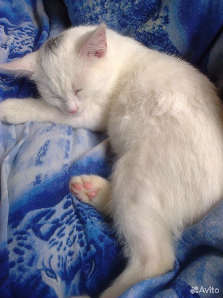 Котёнок мальчик в хорошие руки