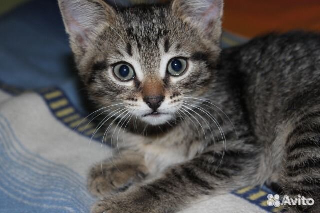 Котенок полосатик