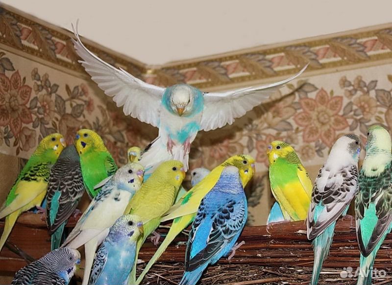 Домашние попугаи, птенцы и взрослые