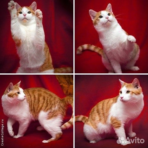 Задорный, активный, веселый, общительный Лис в дар