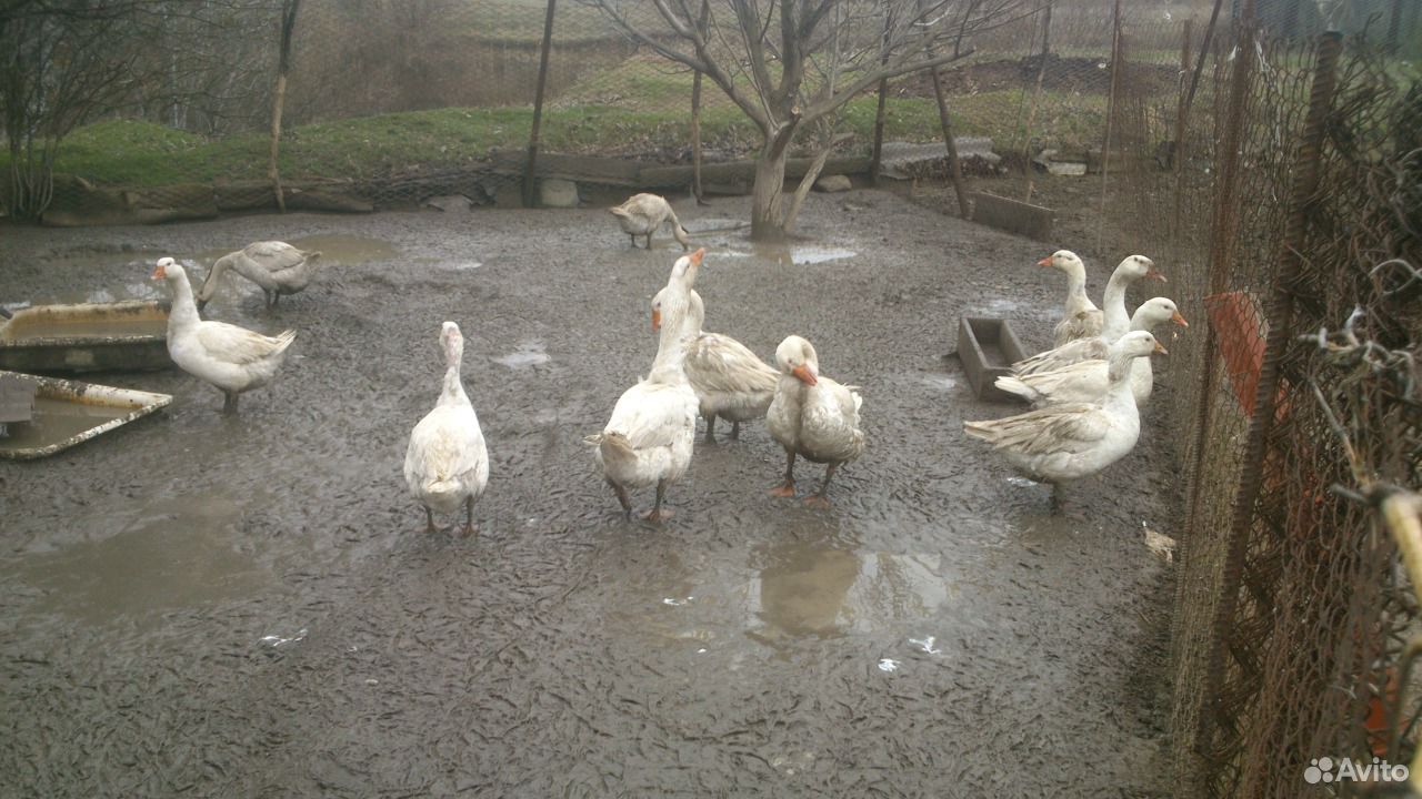 Инкубационное гусиное яйцо