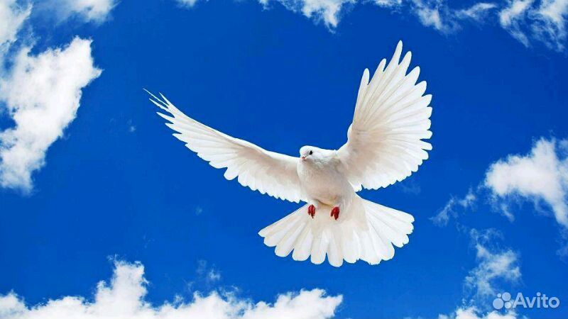 Голуби бакинские разных мастей