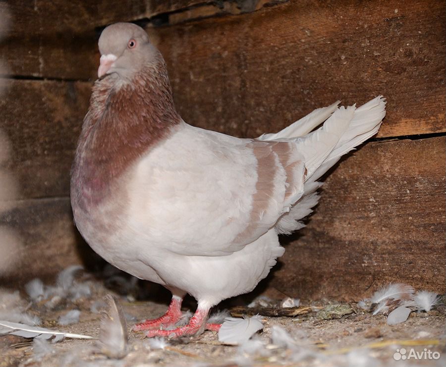 Голуби тексан