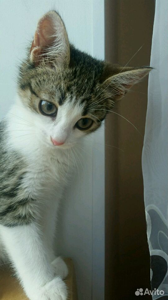 Котенок мальчик 2.5 мес