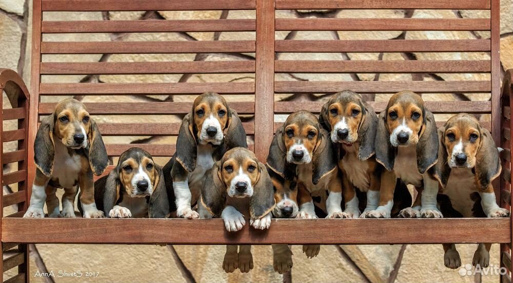 Артуа норманд