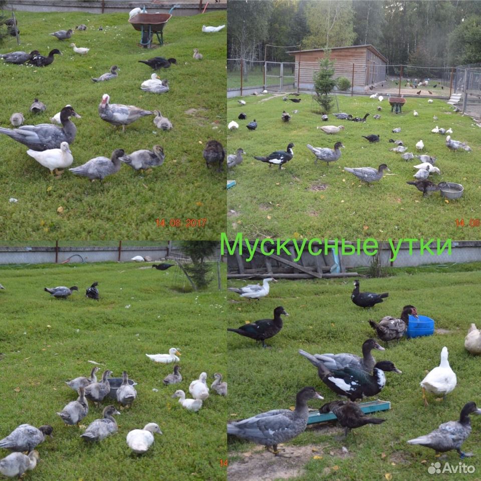 Голубая и Лавандовая мускусная утка, индюки