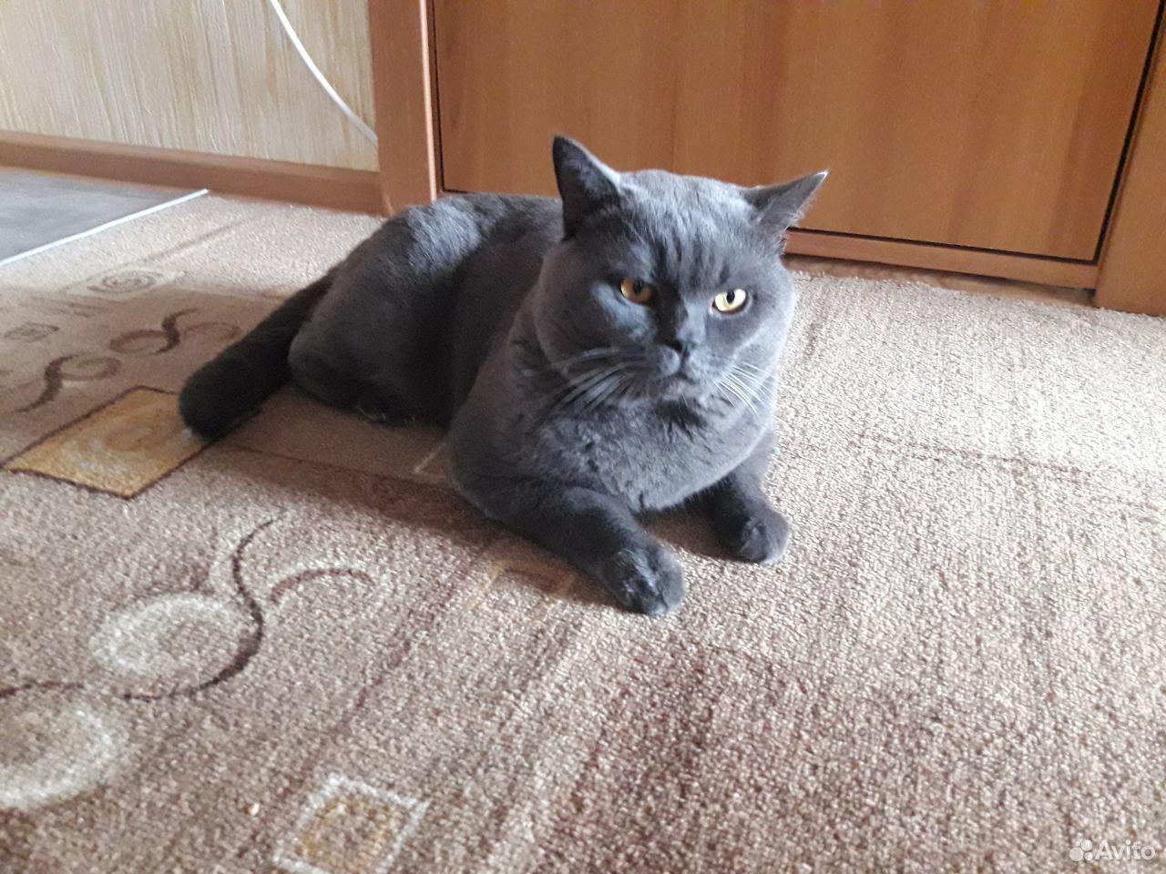 Вязка с котом