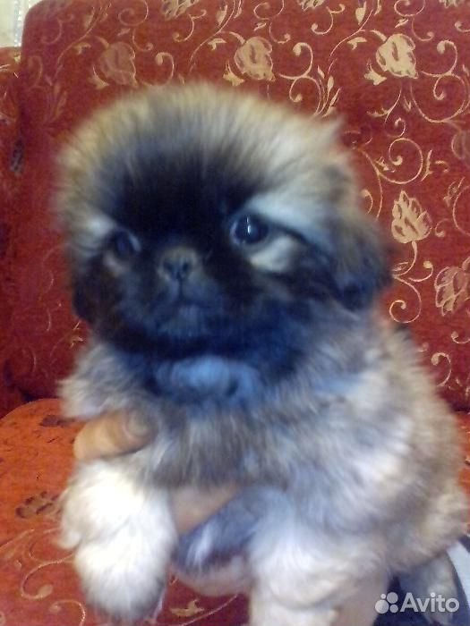 Очень красивые щенки Пекинеса