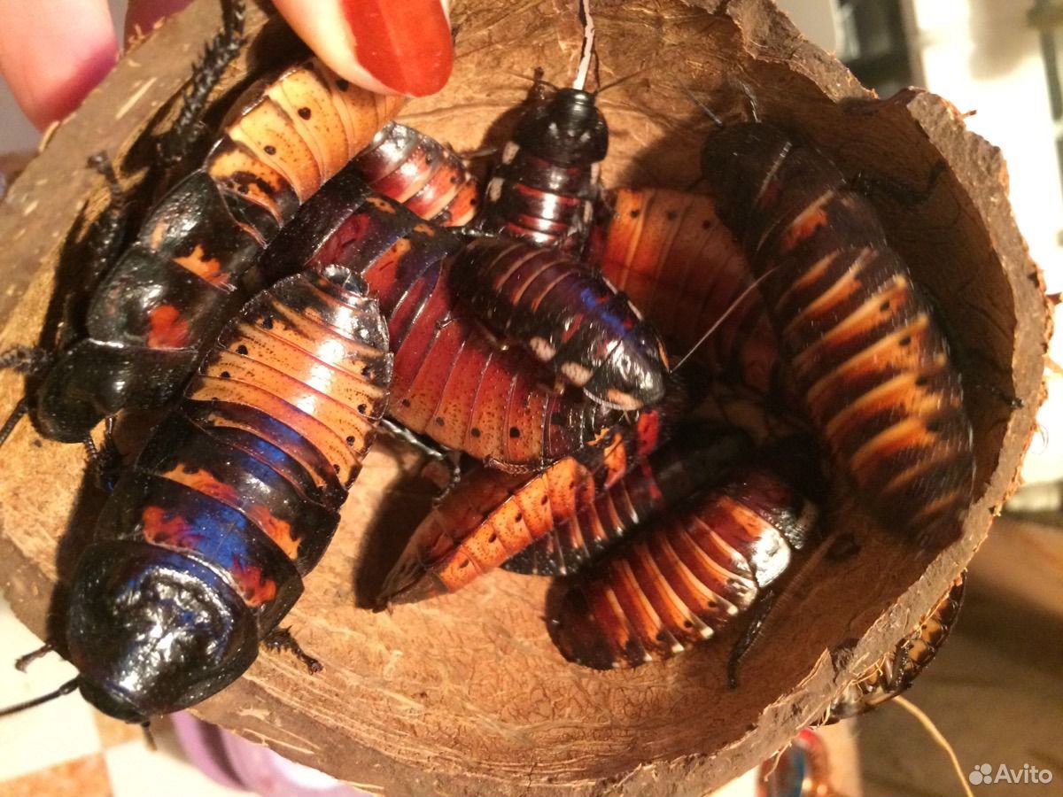 Мадагаскарский шипящий таракан