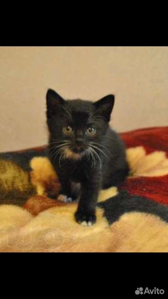 Котенок девочка 1 мес