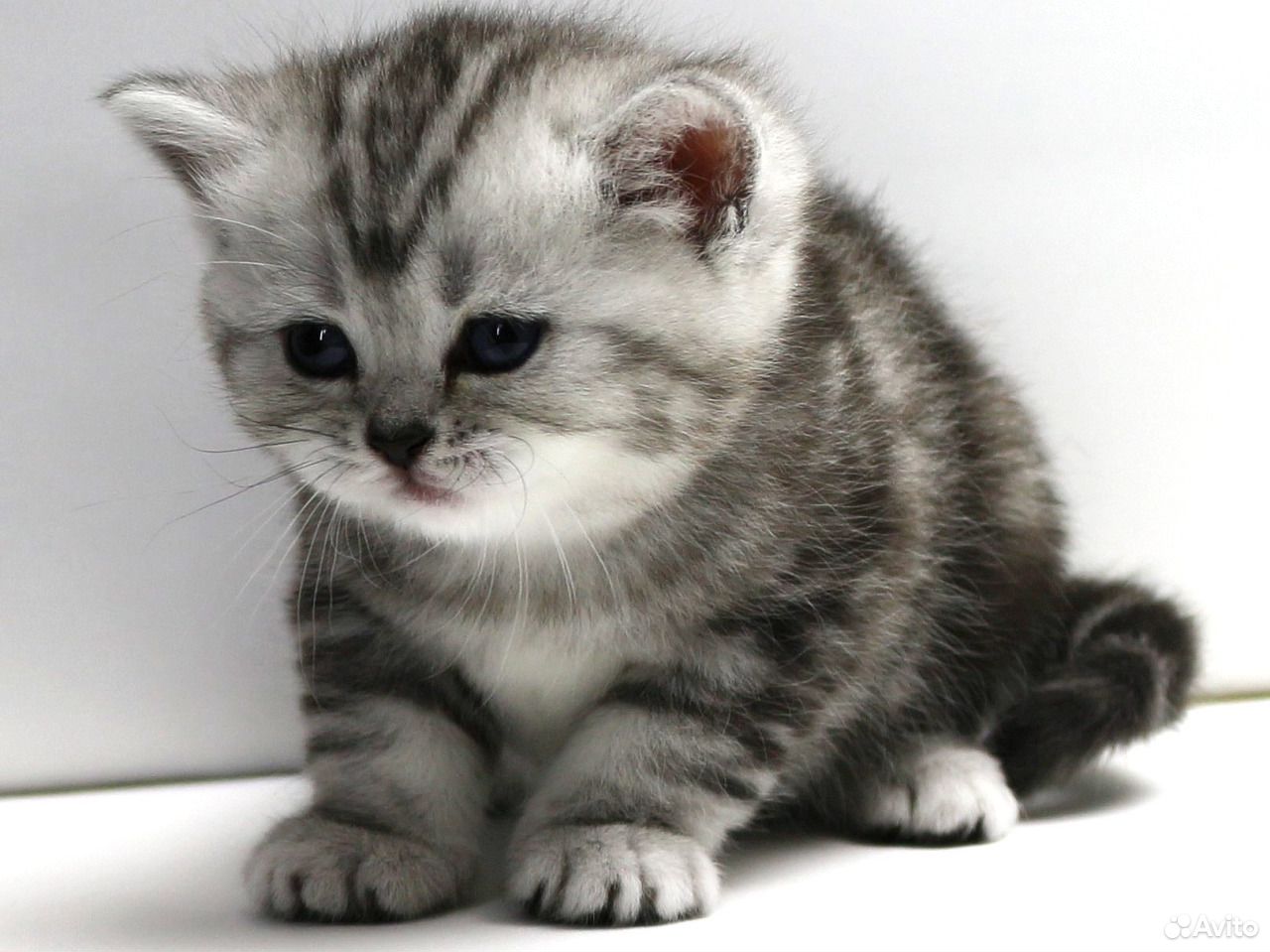 Шотландские котята. Разнообразные окрасы