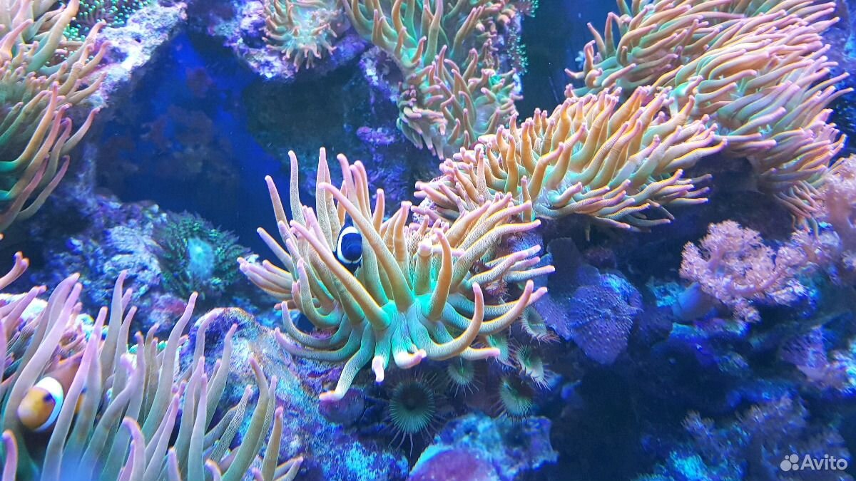 Продам актинию для морского аквариума