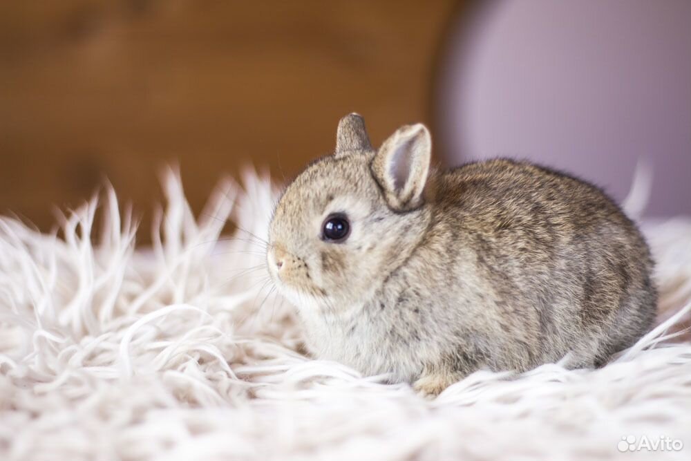 Поночка карликовый крольчонок Минор