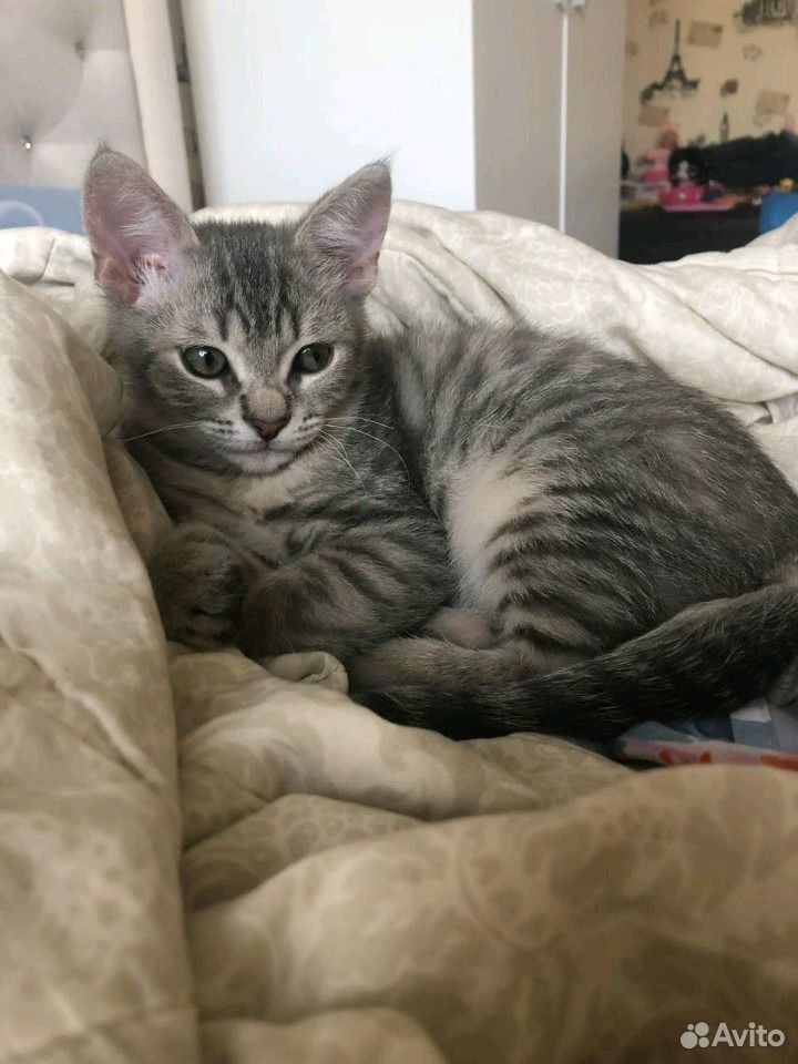 Котенок мальчик метис 3мес