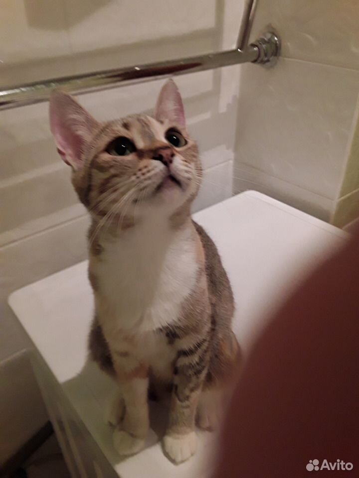 Карамелька ищет дом