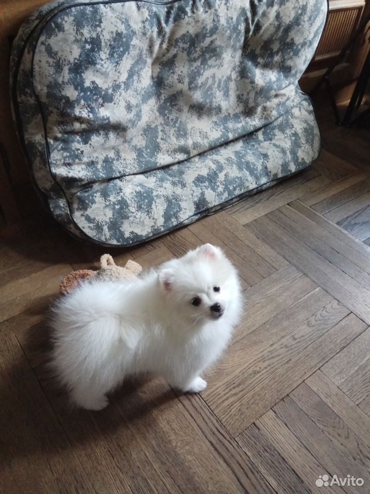 Щенки шпица