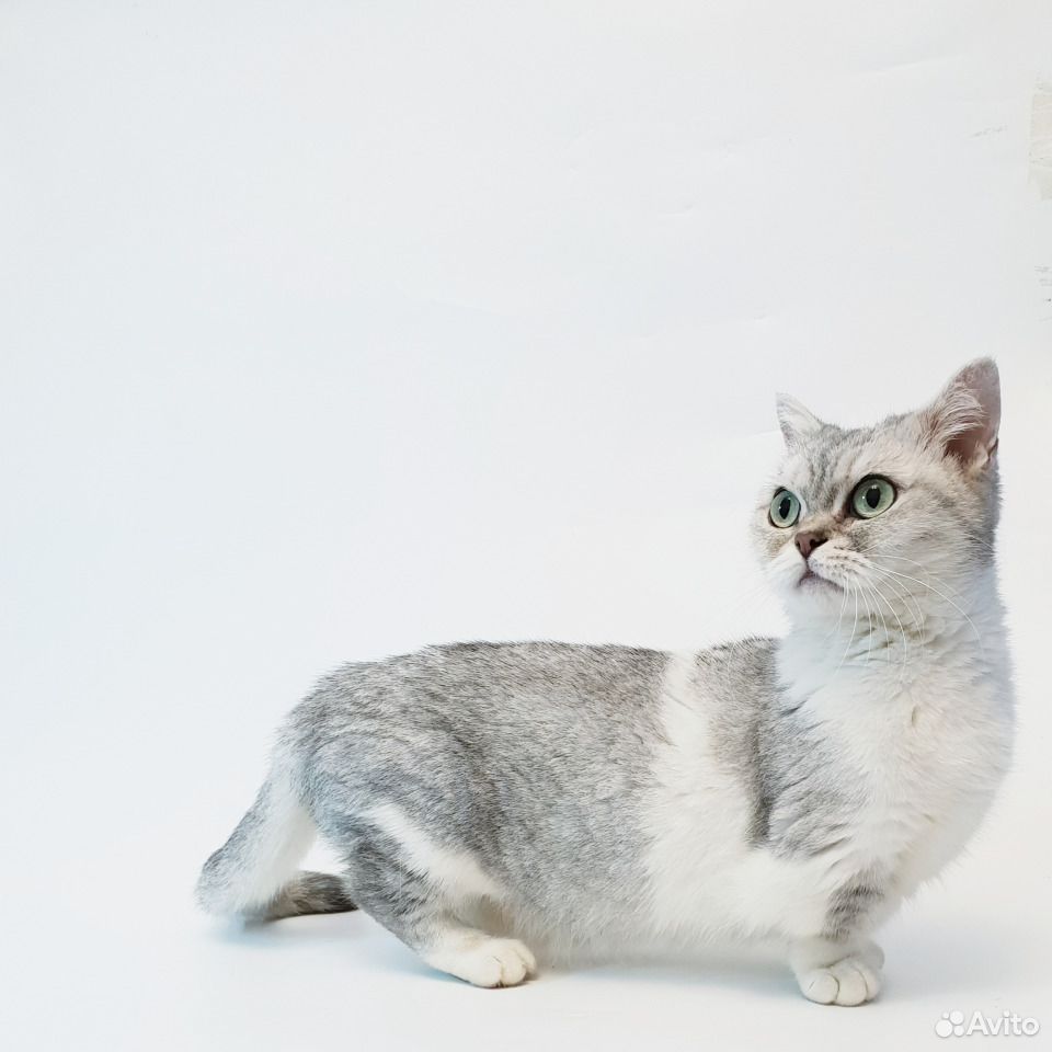 Манчкин котята, котики