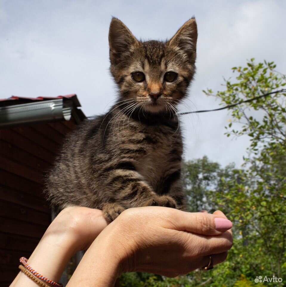 Кот Шансон еще дом