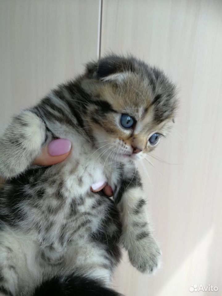 Шотландская