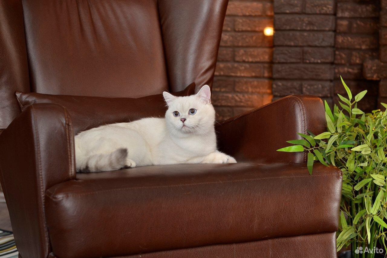 Британский молодой котик