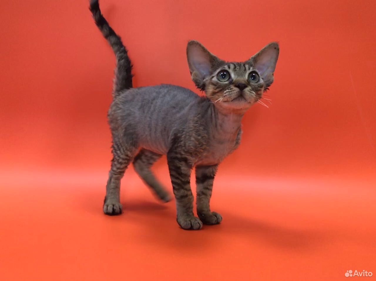 Тигровый котик Арончик