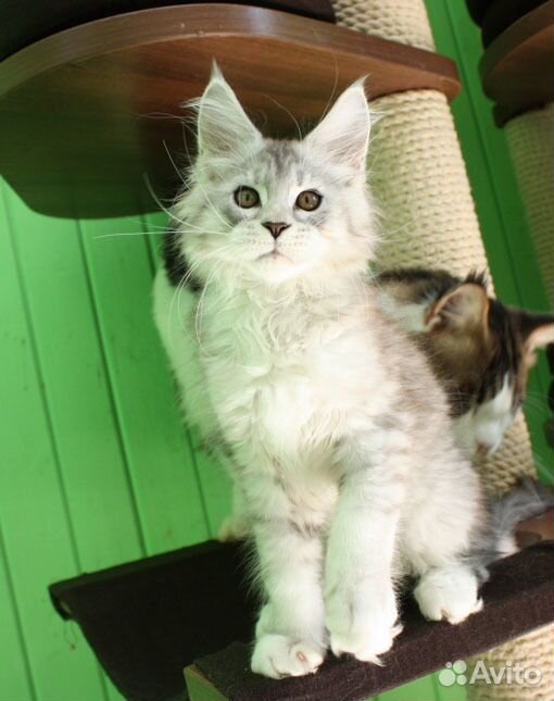Котик Стонефур черный серебряный тигровый с белым