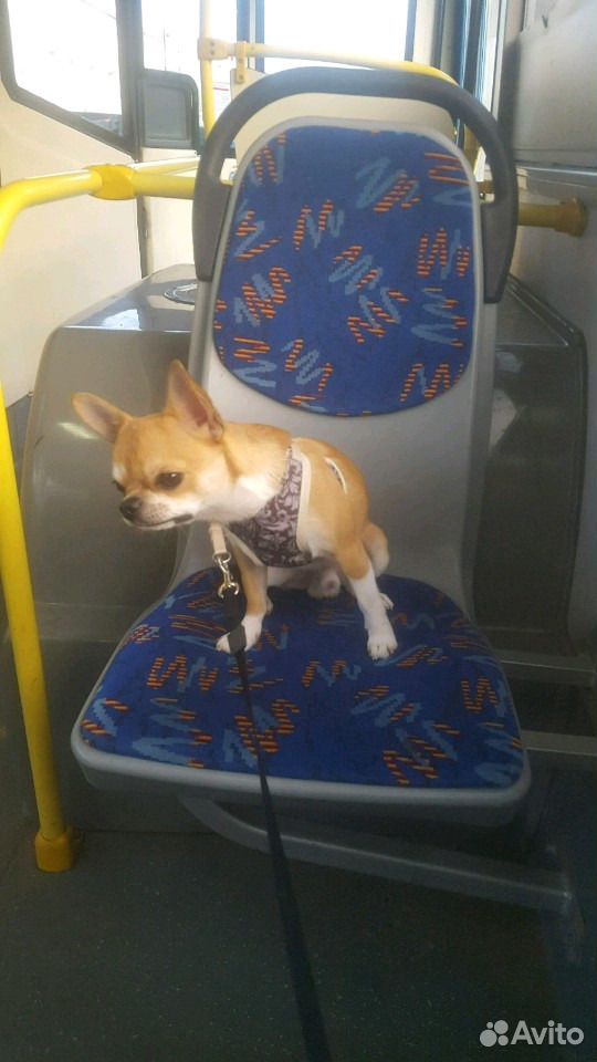 Предлагается на вязку чихуахуа,очень добрый ласков