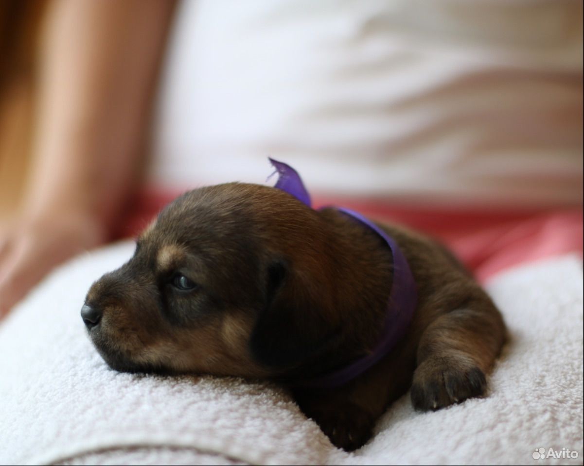 Щенки от мамы таксы