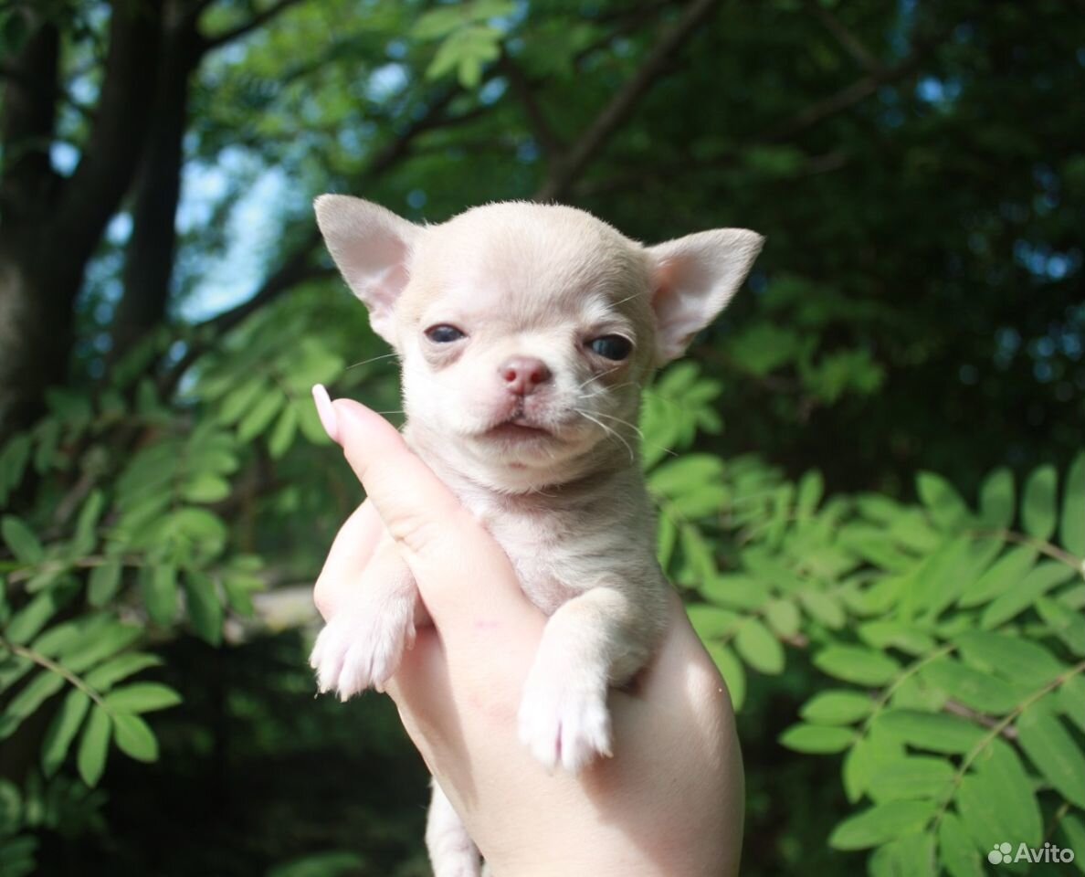 Нереально красивый лиловый Микро чихуахуа