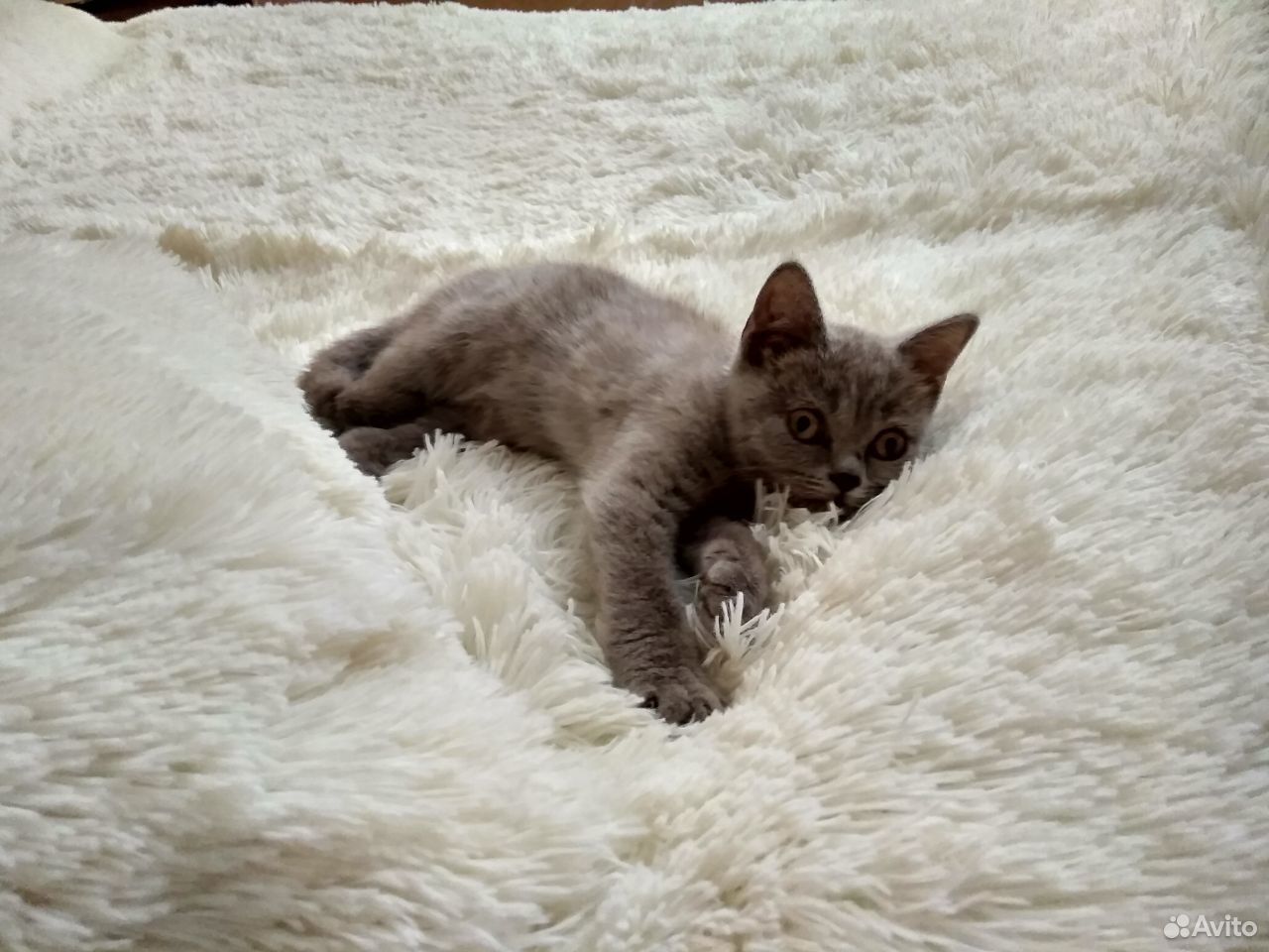 Чистокровная британская кошечка