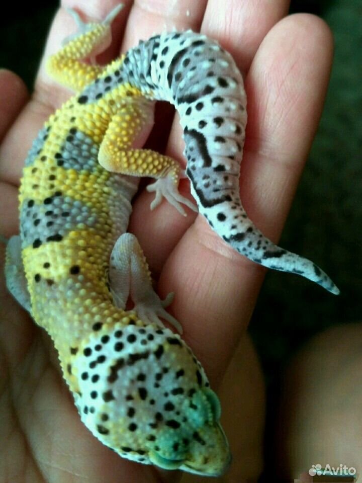 Малыши эублефары