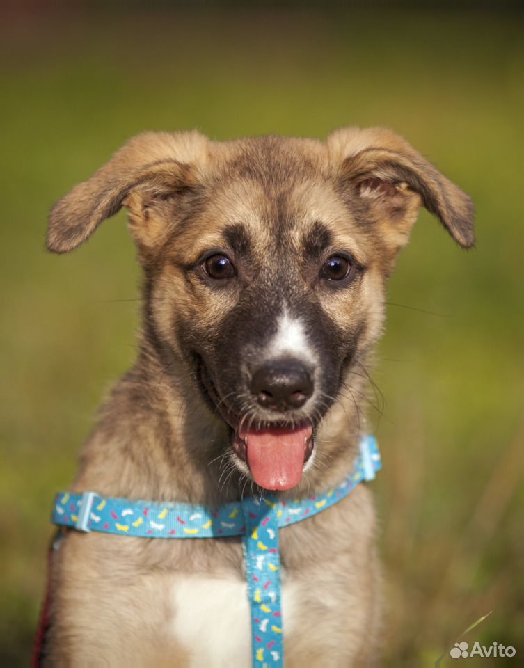 Девочка Лейла - щенок 3 месяца в дар