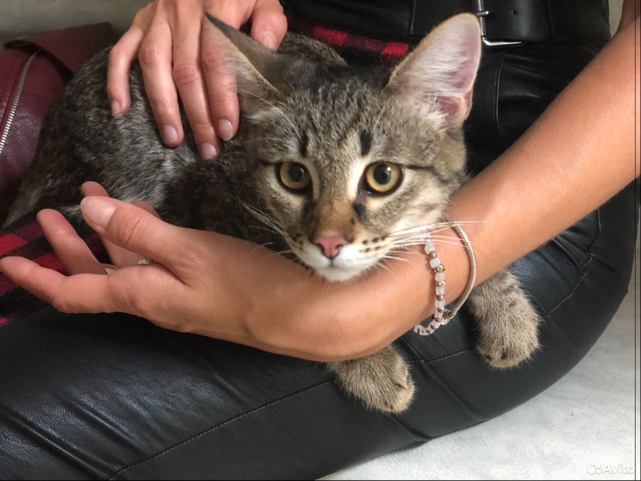 Харизматичный Джонька ищет дом