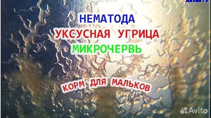 Нематода стартовый корм для мальков