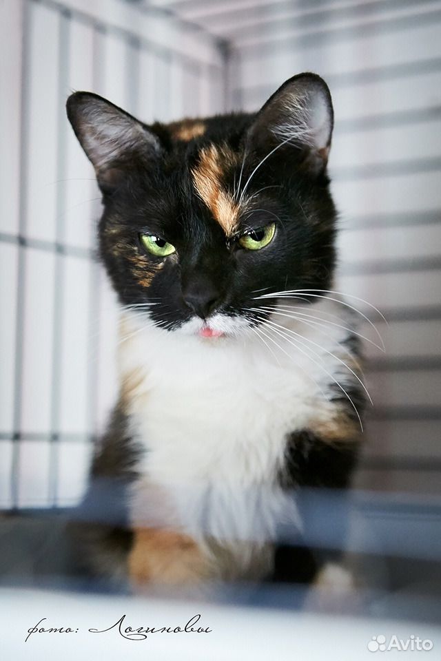 В добрые руки