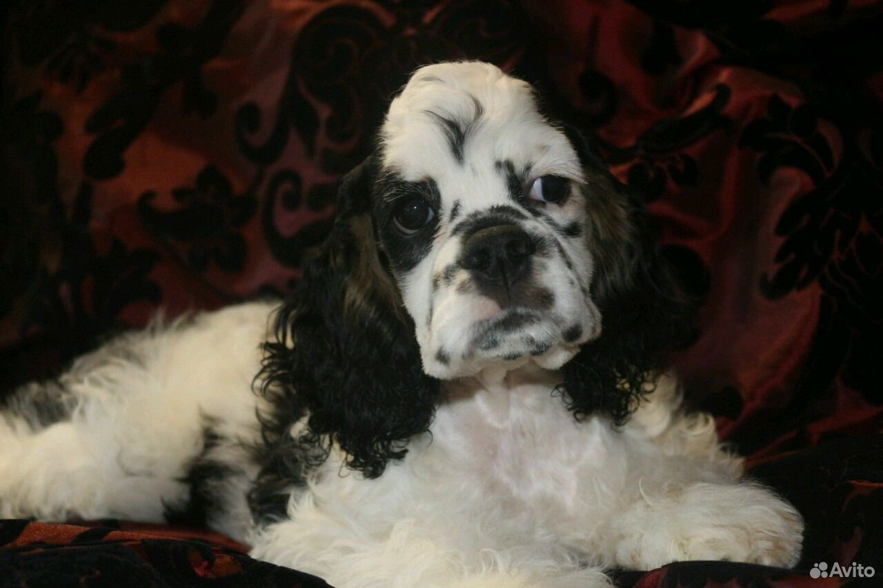 Очаровательная американочка