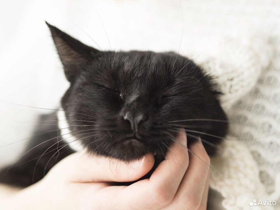 Котенок Клементина