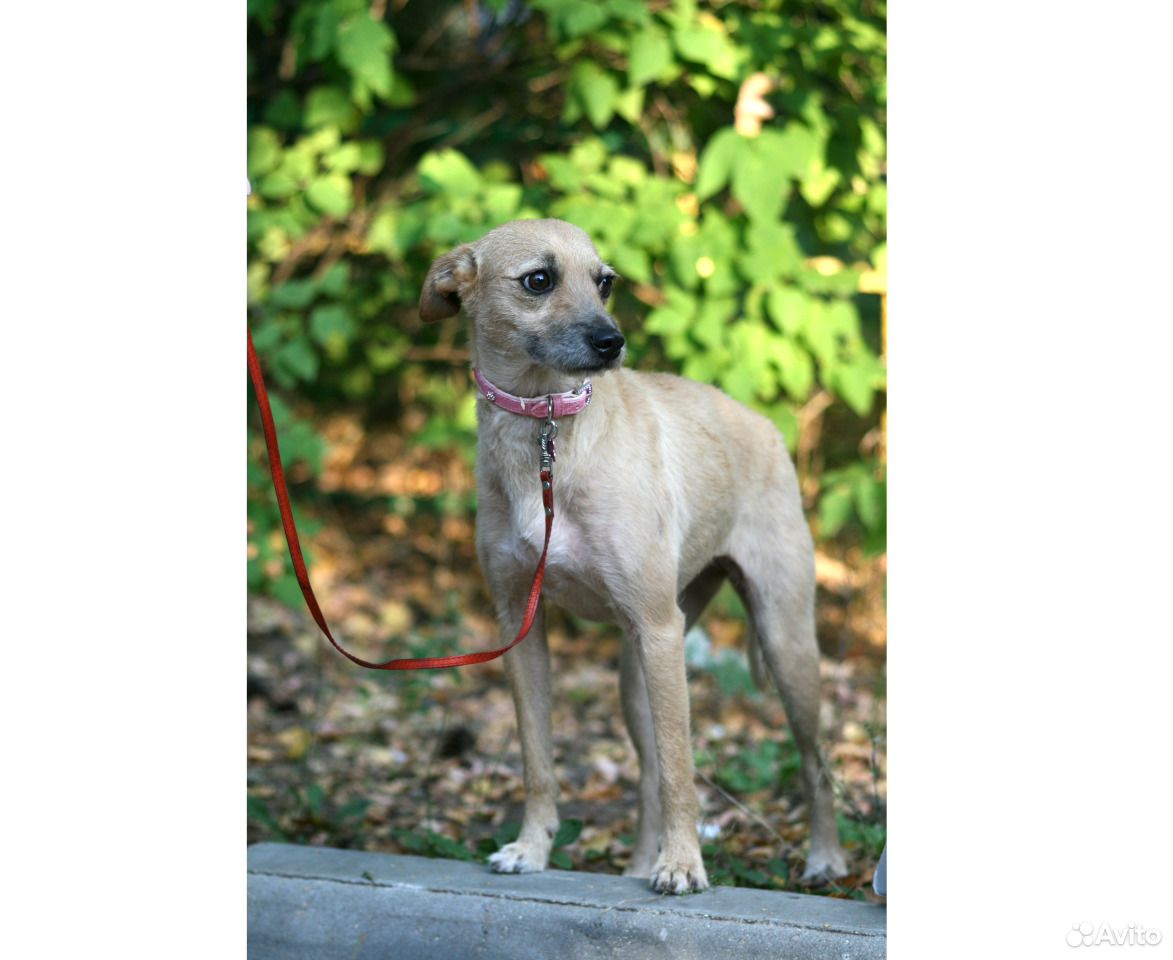 В дар маленькая собачка Долли