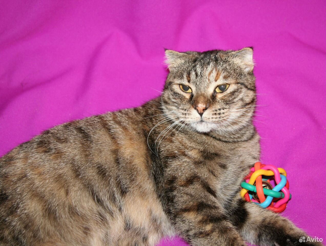 Отдам молоденькую кошечку Весту в добрые руки