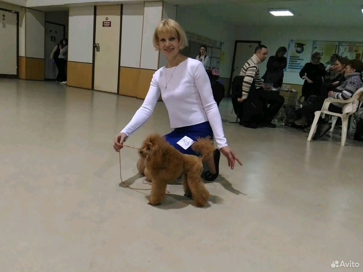 Приглашаем для вязки с красным той-пуделем