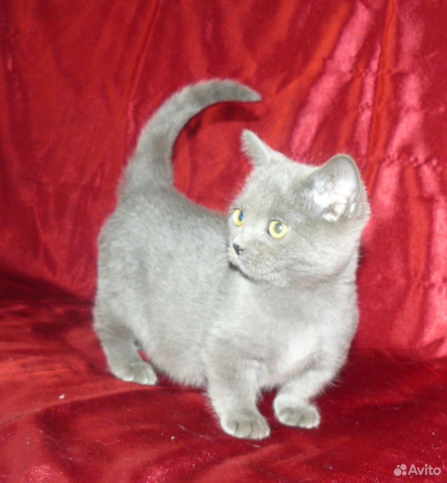 Манчкин, умный котенок-такса
